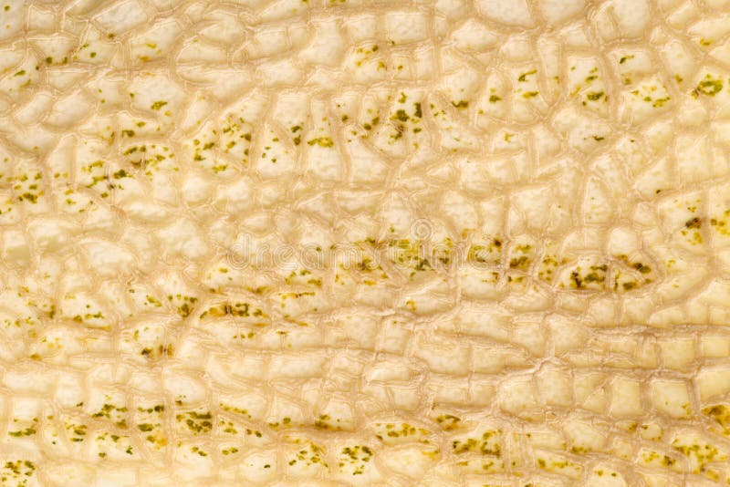 Melon skin stock photo. Image of fruit, scratchy, flora - 20557232