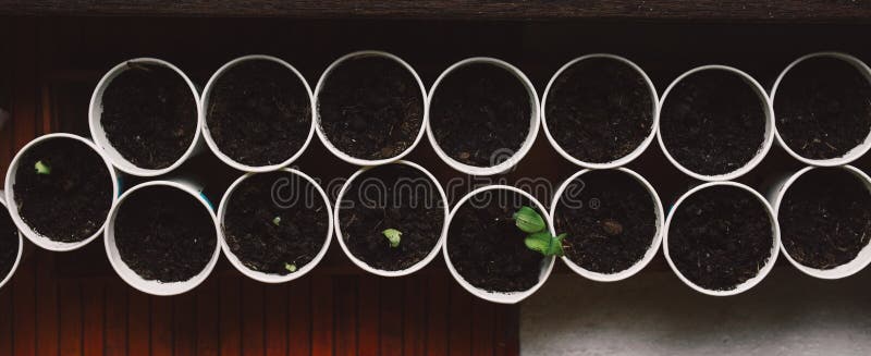 Melon Sprouts Emerging from the Soil in Biodegradable Paper Cups Stock ...