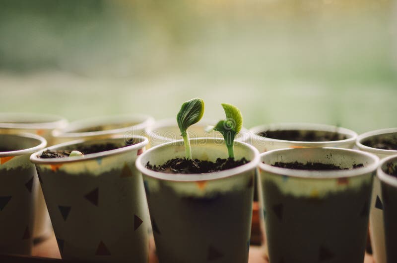 Melon Sprouts Emerging Soil Biodegradable Paper Cups Stock Photos ...