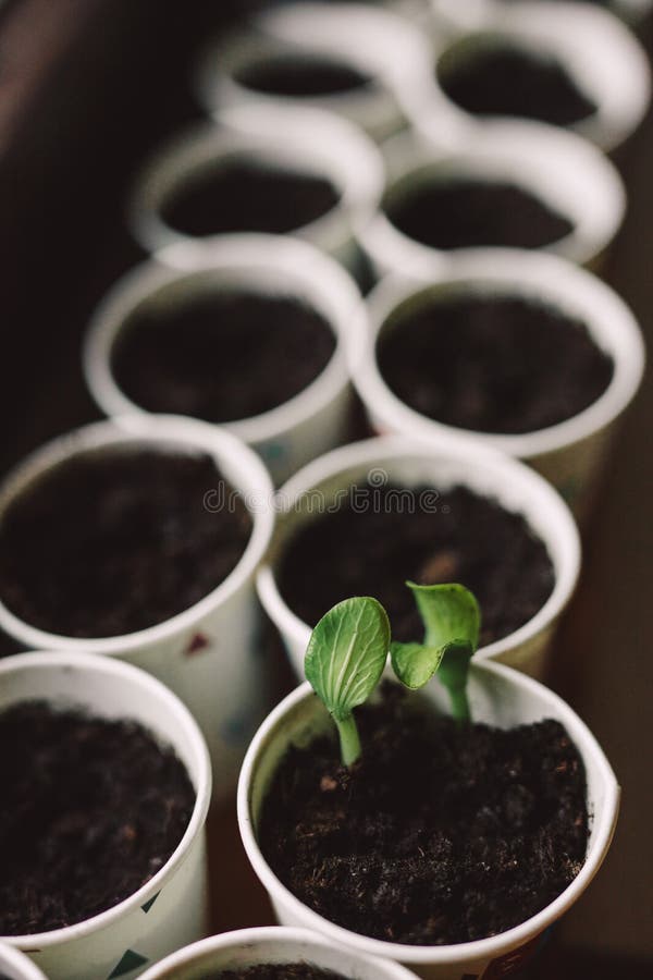Melon Sprouts Emerging from the Soil in Biodegradable Paper Cups Stock ...
