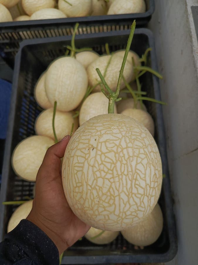 Melon sweet net stock photo. Image of yellow, gourd - 360538136