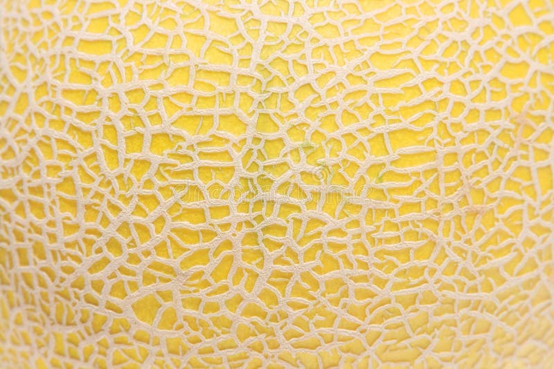 Melon texture stock image. Image of yellow, texture, closeup - 11240663