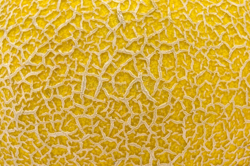 Melon texture stock image. Image of fruit, surface, gold - 14366379
