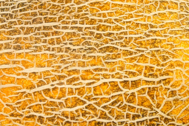 Melon texture stock image. Image of yellow, texture, closeup - 11240663