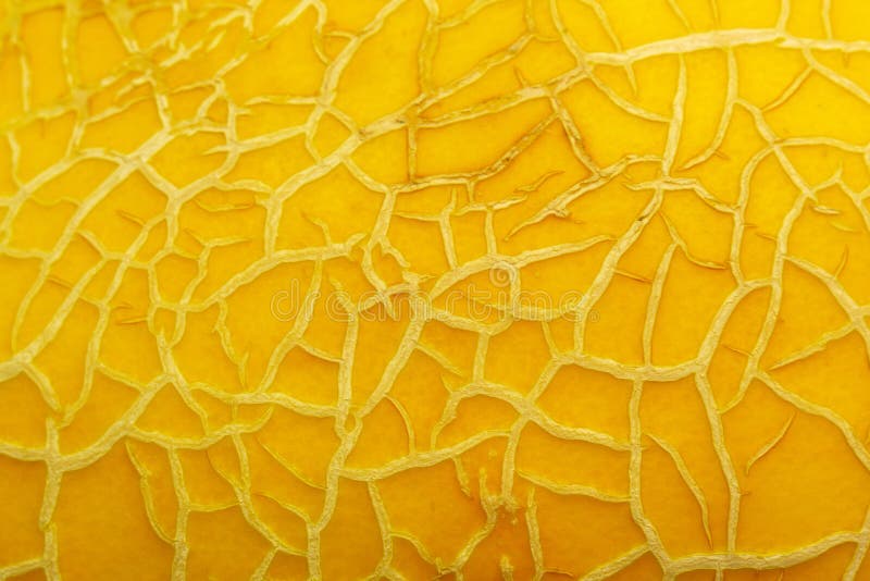 Melon Texture Background Close Up Macro Stock Photo - Image of ...