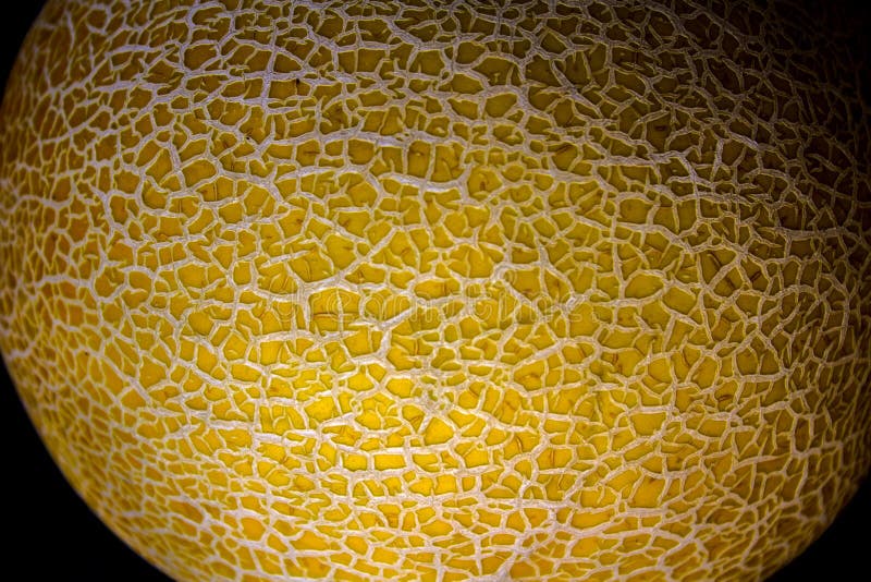 Melon texture close up stock image. Image of citrus - 192801677