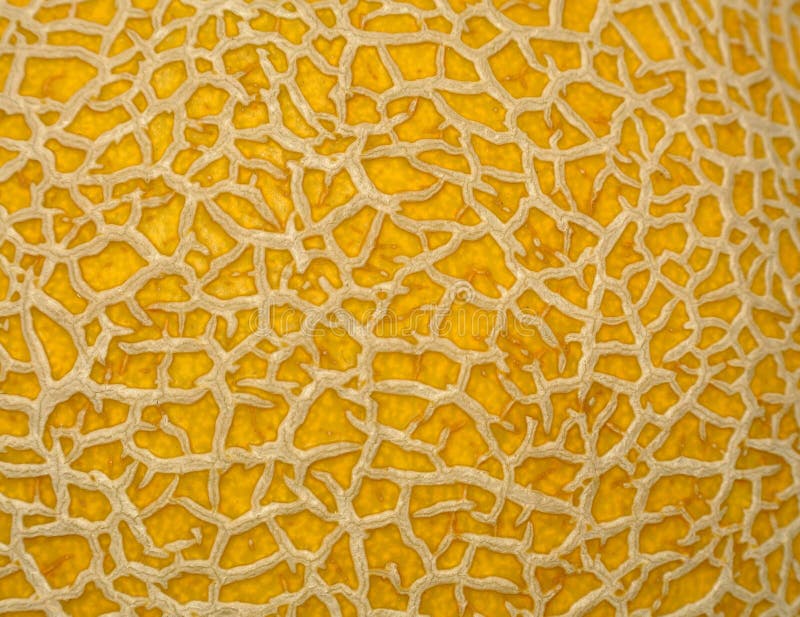 Melon texture stock photo. Image of abstract, muskmelon - 42101072