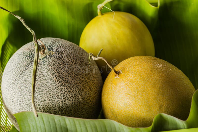 Three Melon with the Leaves Stock Photo - Image of leaves, background ...