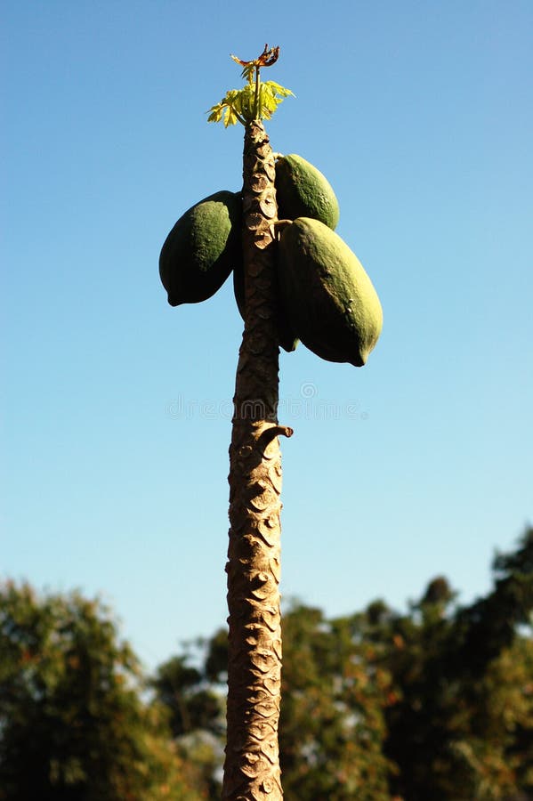 Melon Tree Picture. Image: 5629297