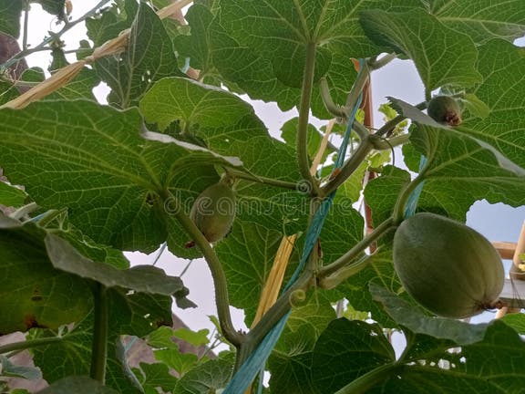 A Melon Tree that Has Started To Bear Fruit. Stock Image - Image of ...