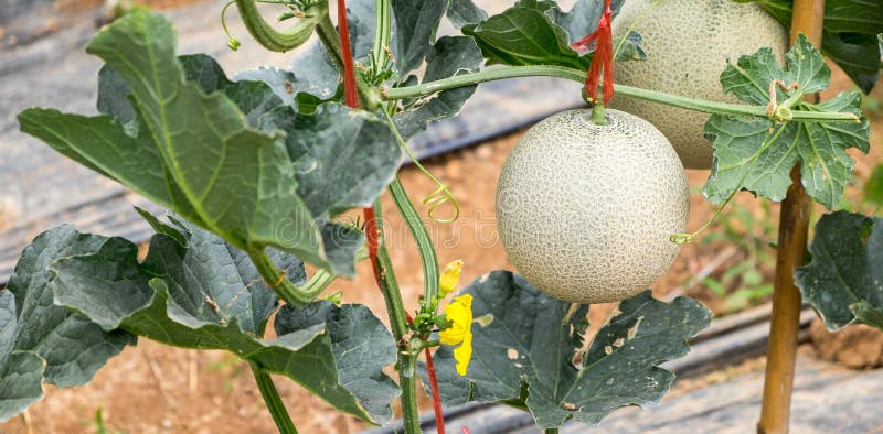 Melon Tree and Melon Flower Stock Image - Image of honeydew, tree: 60258181