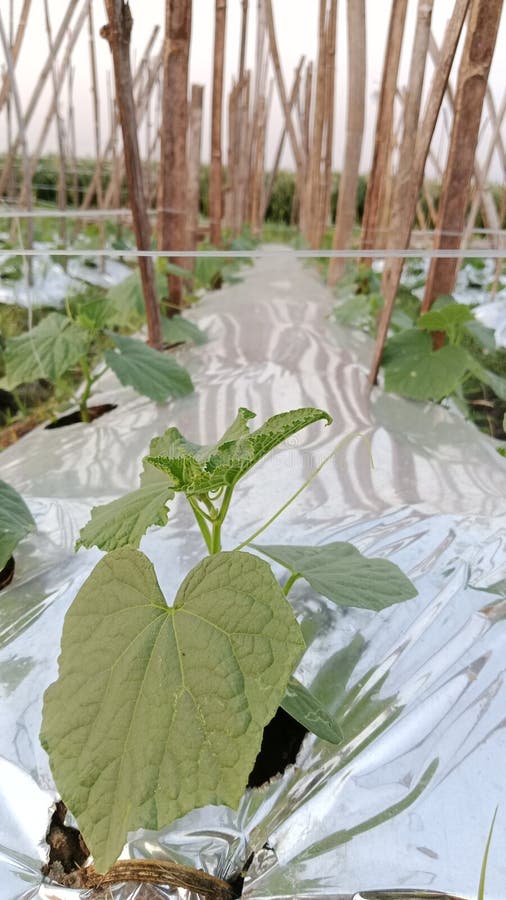 Melon Trees Aged 12 Days after Planting Stock Image - Image of days ...