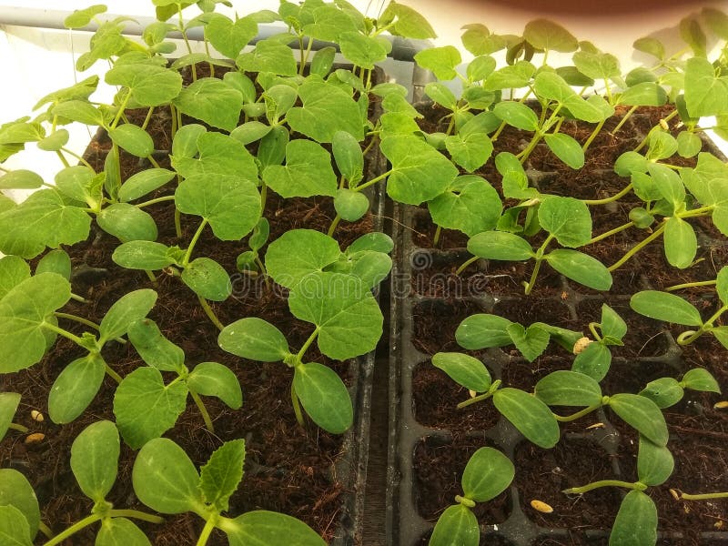 Melon Type Plant Seeds Ready for Transplanting Stock Image - Image of ...