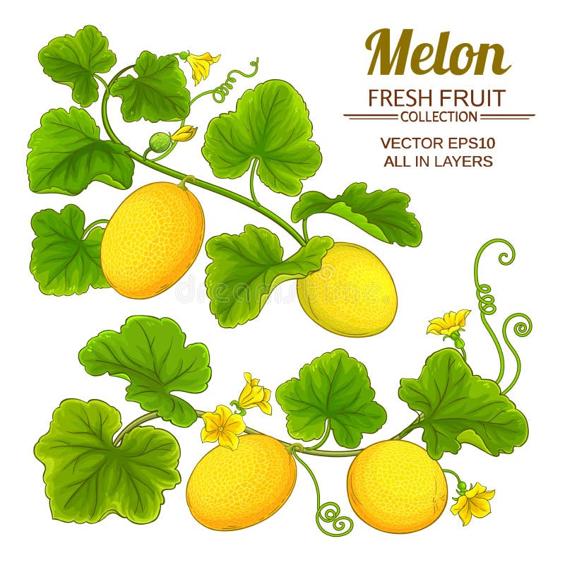 Melon vector set stock vector. Illustration of healthy - 199094390