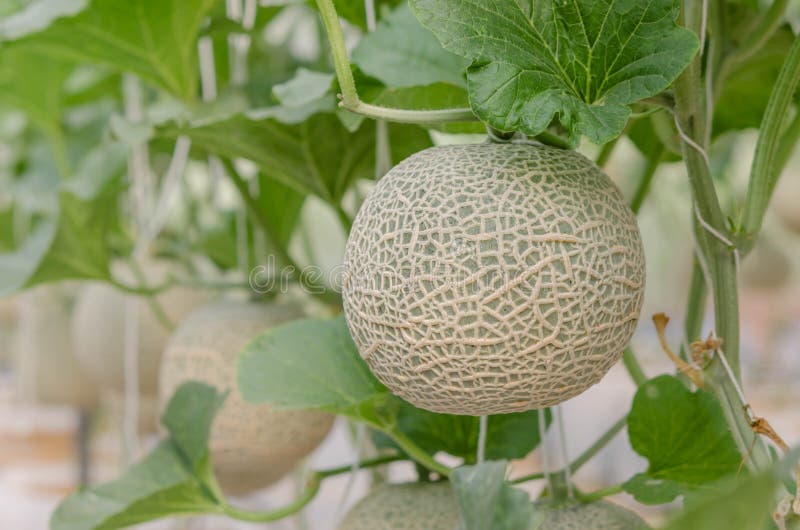 Melon stock image. Image of fruit, cultivated, plant - 59597911