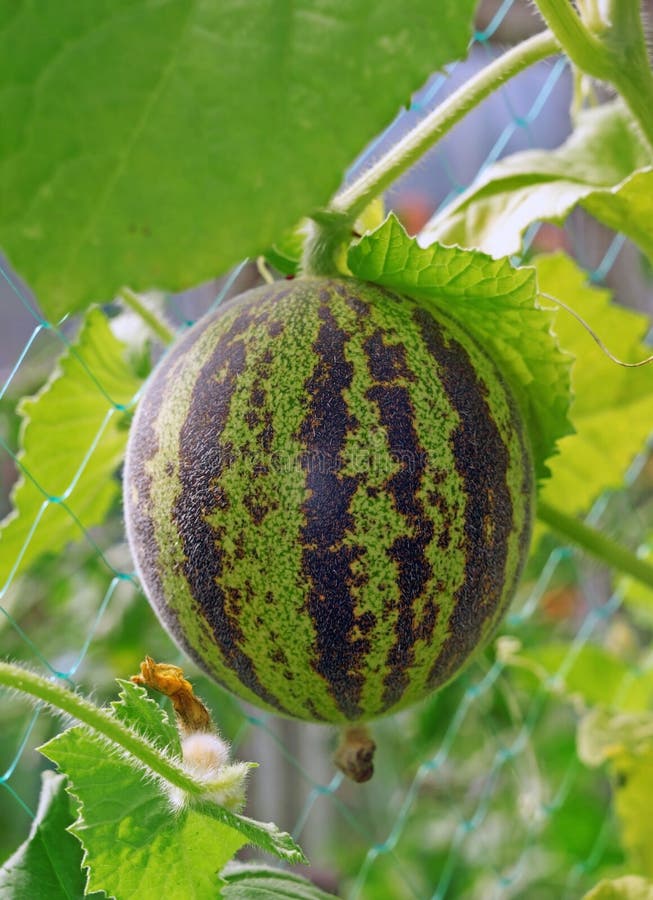 Melon Vietnamese - a Miniature Stock Image - Image of cucumis, hothouse ...