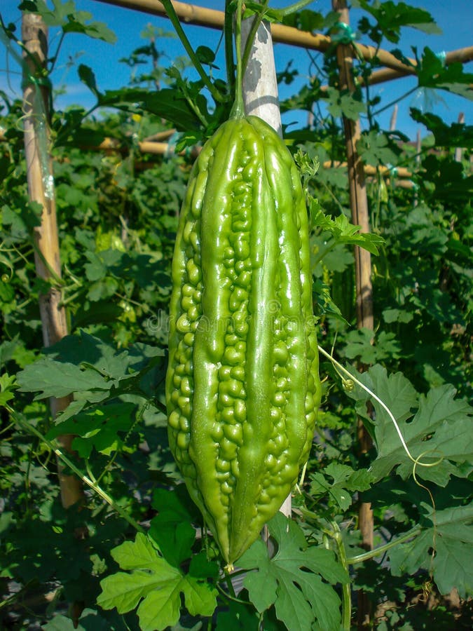 Melone Del Topo Di Scabra Di Melothria Aka, Pianta Del Cucamelon Con ...