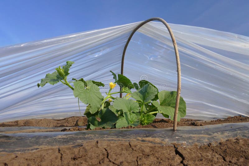 Melone Che Pianta Nel Campo Fotografia Stock - Immagine di esterno ...