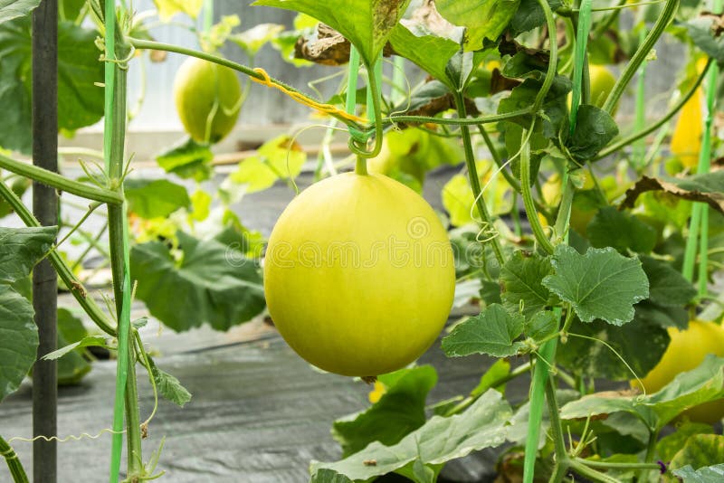 Melone giallo sul campo immagine stock. Immagine di figura - 49990709