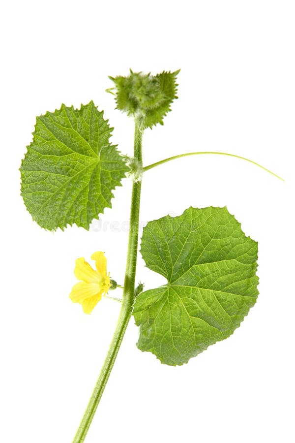 Melone Verde Del Germoglio (melo Del Cucumis) Fotografia Stock ...