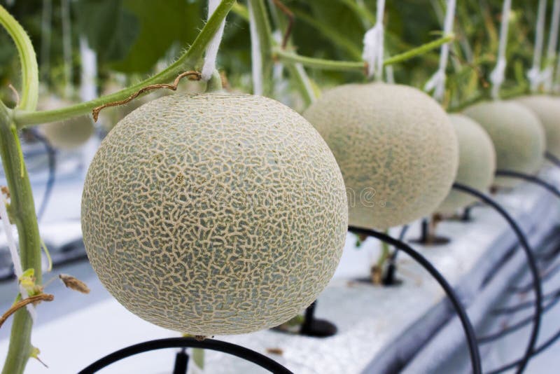 Melonen-Frucht stockfoto. Bild von zwei, wassermelone - 63592104