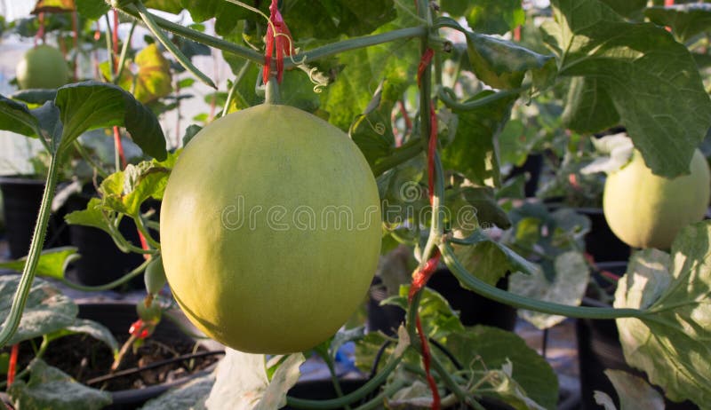 Melonen im Garten stockbild. Bild von garten, würfel - 25974501