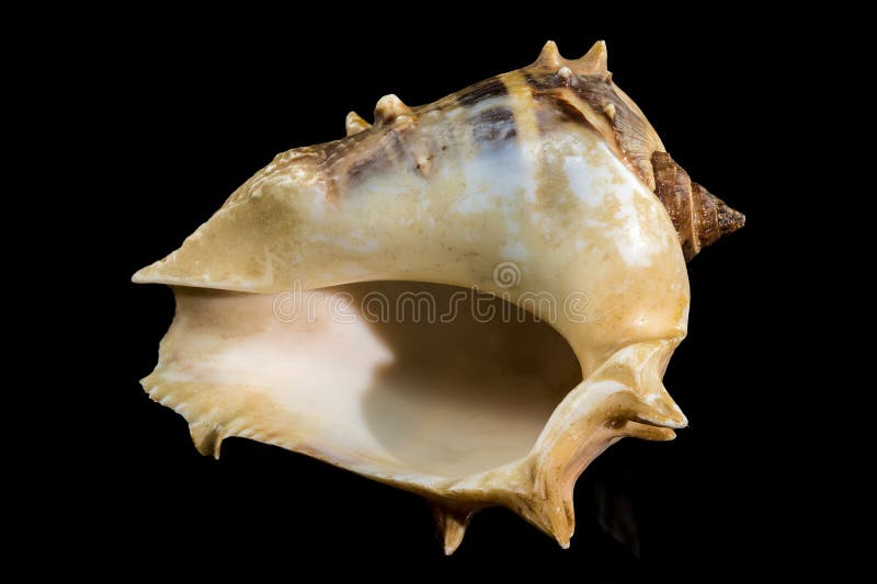 Bispinosa Seashell Stock Photos - Free & Royalty-Free Stock Photos from ...