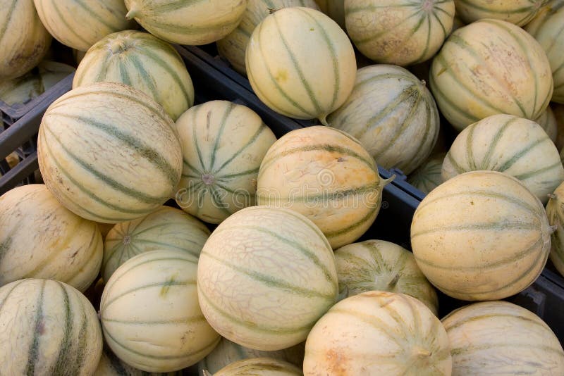 Melons stock photo. Image of melon, vegetable, juice - 15243178