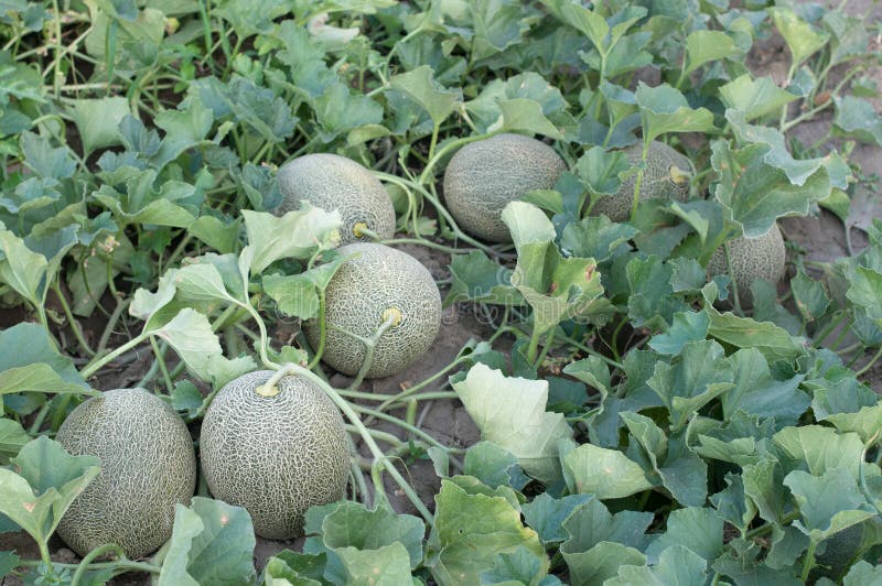Melons stock photo. Image of outside, agriculture, closeup - 25974700