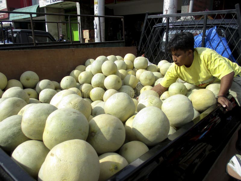 Melons editorial image. Image of sells, farmer, indonesia - 73691255