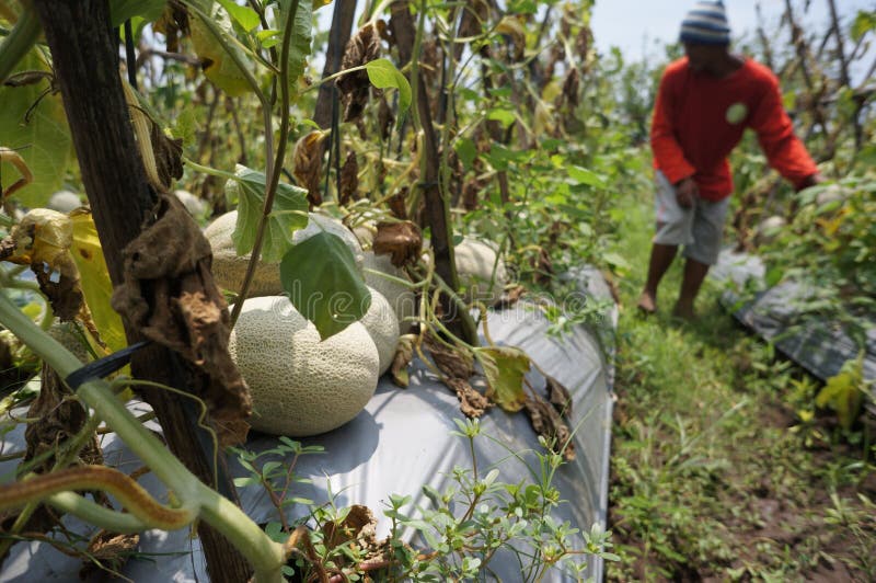Melons editorial photo. Image of harvest, crop, agriculture - 62935186