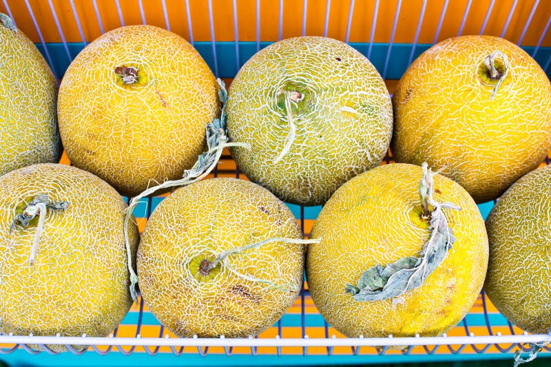 Melon skin stock photo. Image of peel, natural, muskmelon - 20557232