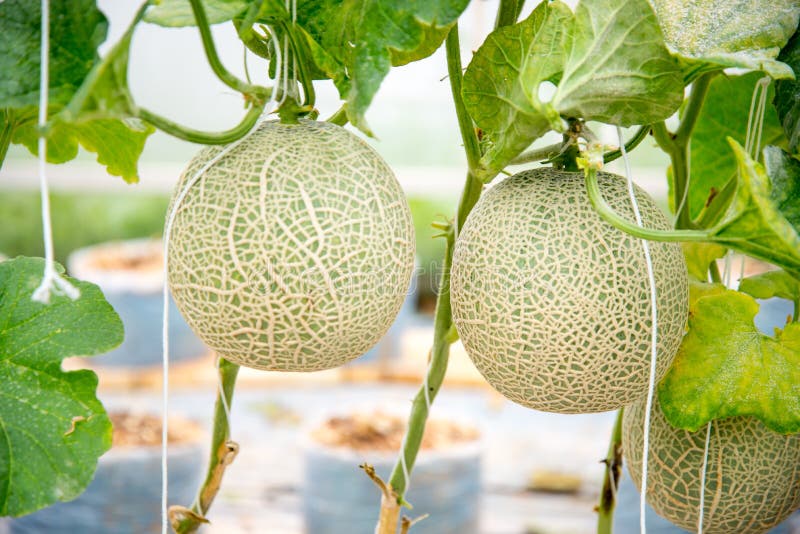 Melons in the garden stock photo. Image of organic, fruit - 146867352