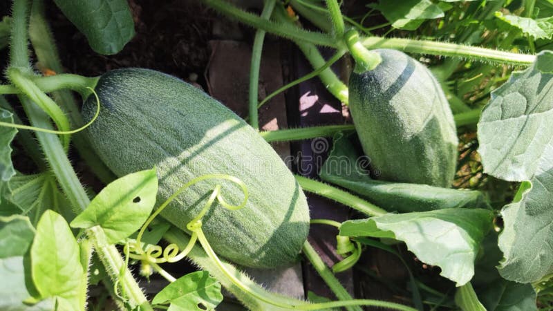 Melons Growing on Vines in a Sunny Garden during the Summer Stock Photo ...