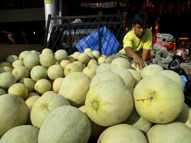 Melons editorial photo. Image of melon, pomelo, traders - 73912581