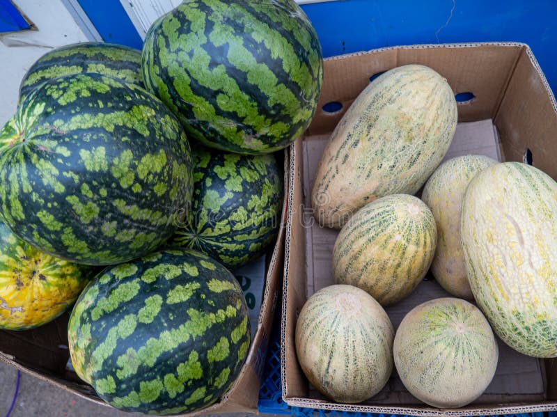 Melons and Watermelons in Cardboard Boxes on the Market Stock Image ...