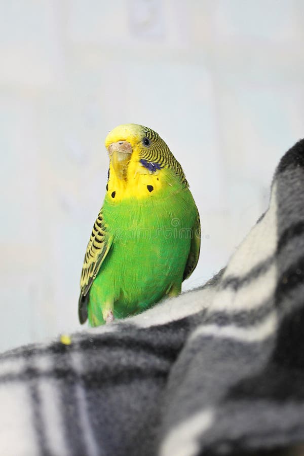 Melopsittacus Undulatus. Green Wavy Parrot. Budgerigar. Stock Photo ...