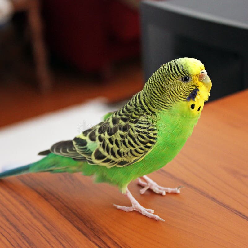 Melopsittacus Undulatus. Green Wavy Parrot. Budgerigar. Stock Photo ...