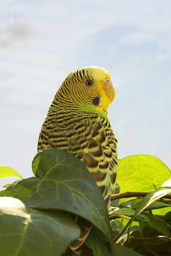 Melopsittacus Undulatus. Green Wavy Parrot. Budgerigar. Stock Photo ...