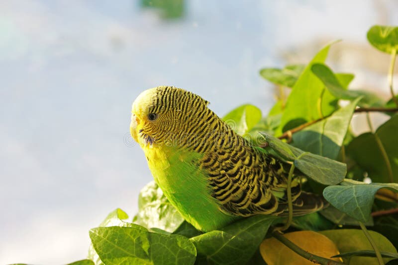 Melopsittacus Undulatus. Green Wavy Parrot. Budgerigar. Stock Image ...