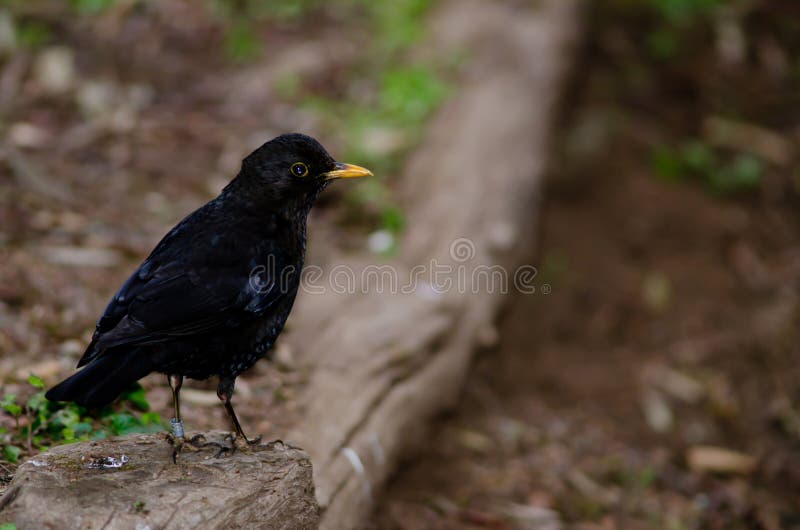 Melro imagem de stock. Imagem de animal, macho, alimento - 106647131