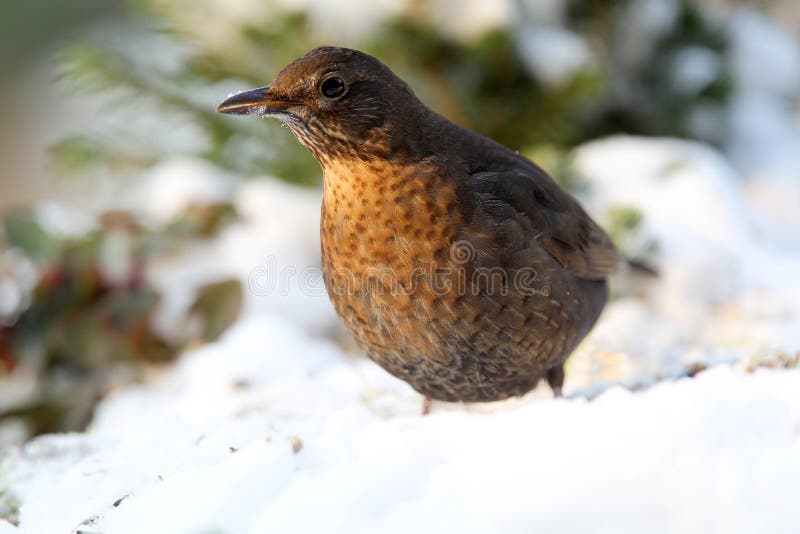 Melro imagem de stock. Imagem de sementes, inverno, selvagem - 12266697