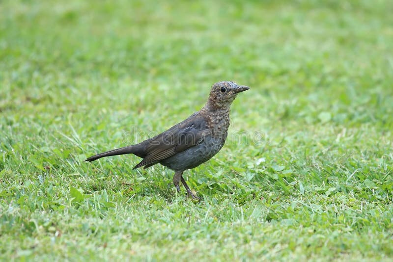 Melro foto de stock. Imagem de fome, wildlife, grama - 12995508