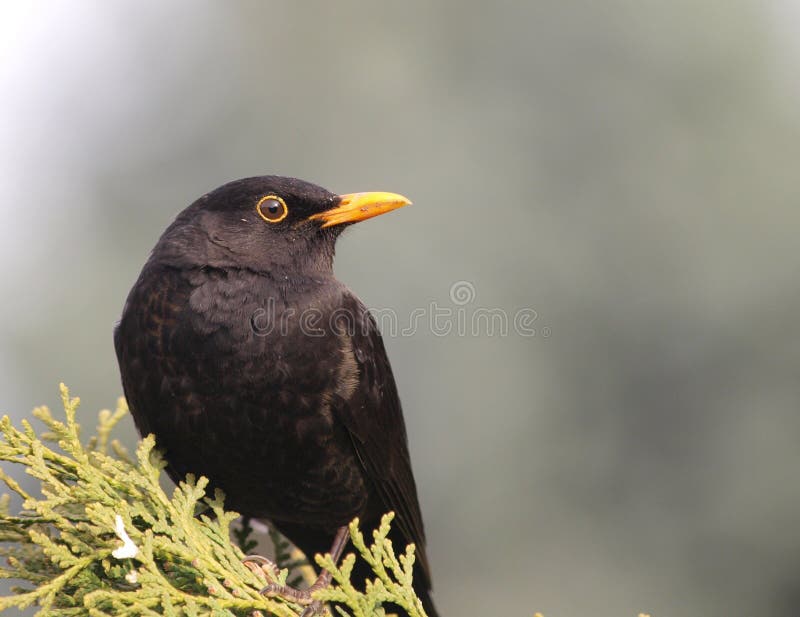 Melro foto de stock. Imagem de macho, selvagem, neve - 32465236