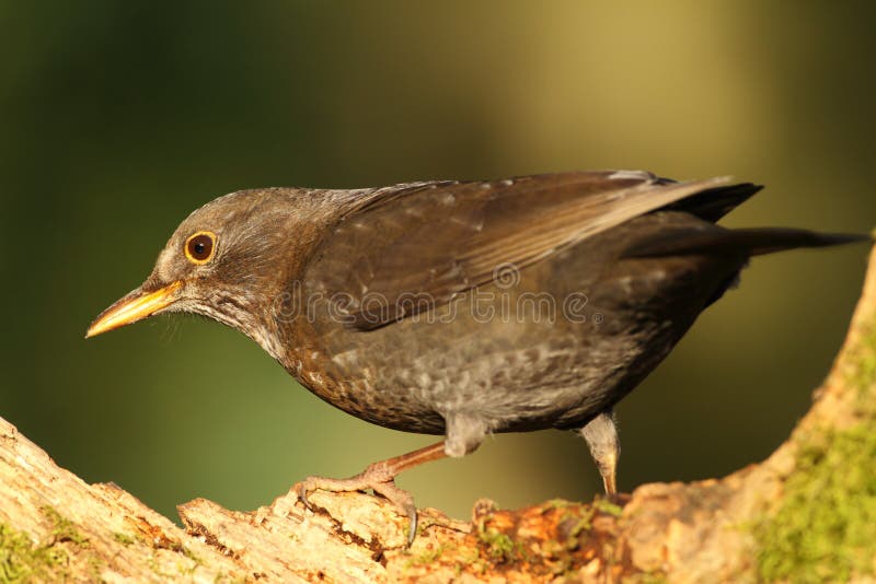 Melro imagem de stock. Imagem de melro, bico, vara, plumagem - 22949669