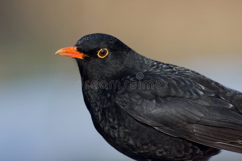 Melro foto de stock. Imagem de macho, selvagem, neve - 32465236