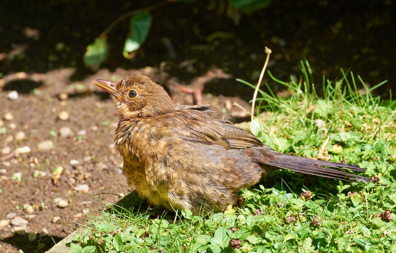 Melro foto de stock. Imagem de bebê, eurasiana, britânica - 35667248