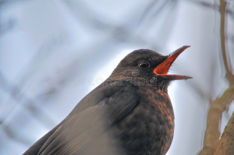 Melro imagem de stock. Imagem de grama, olho, filial - 38694179