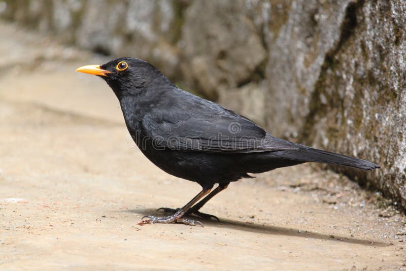 Melro comum foto de stock. Imagem de olho, fêmea, preto - 25950726