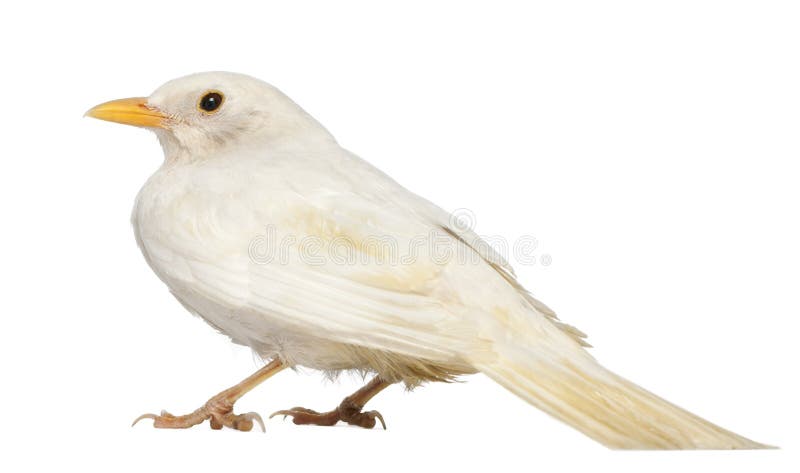 Melro Comum Do Branco - Merula Do Turdus Imagem de Stock - Imagem de ...